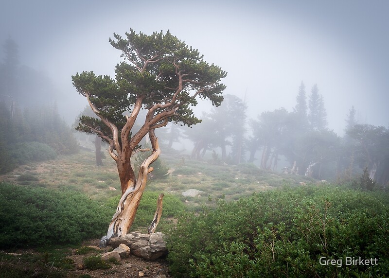 "Elf Wood" by Greg Birkett | Redbubble