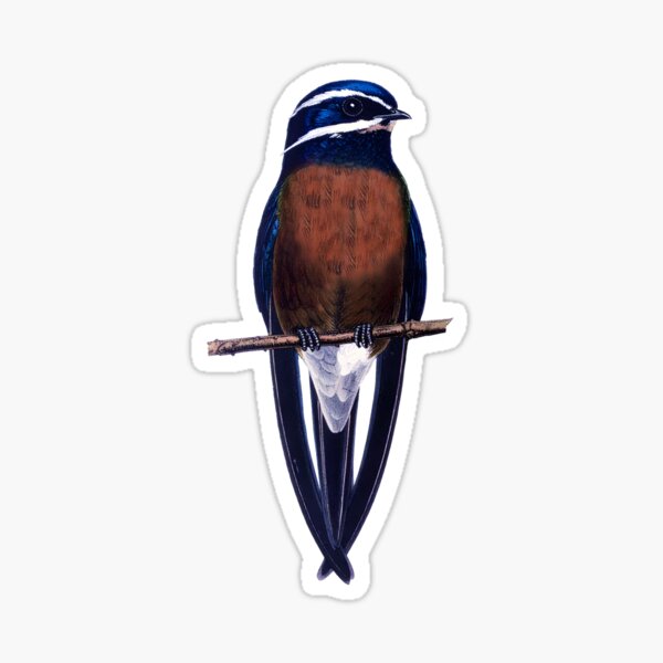 "Whiskered Treeswift, the most beautiful swallow" Sticker for Sale by ...