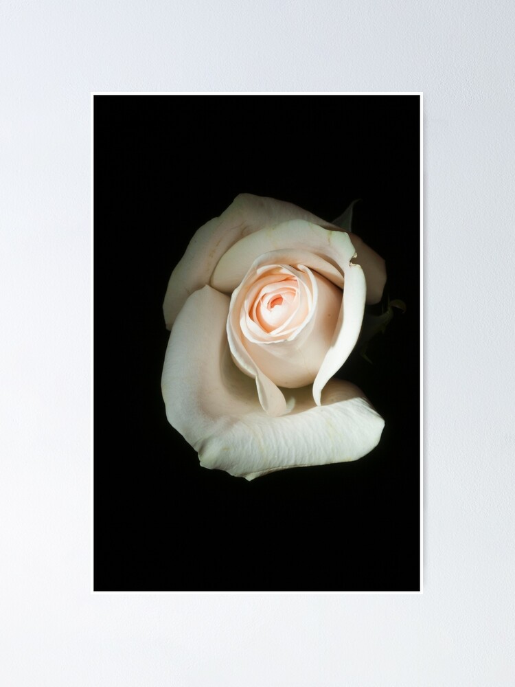 "White Rose" Poster for Sale by ivon615 | Redbubble
