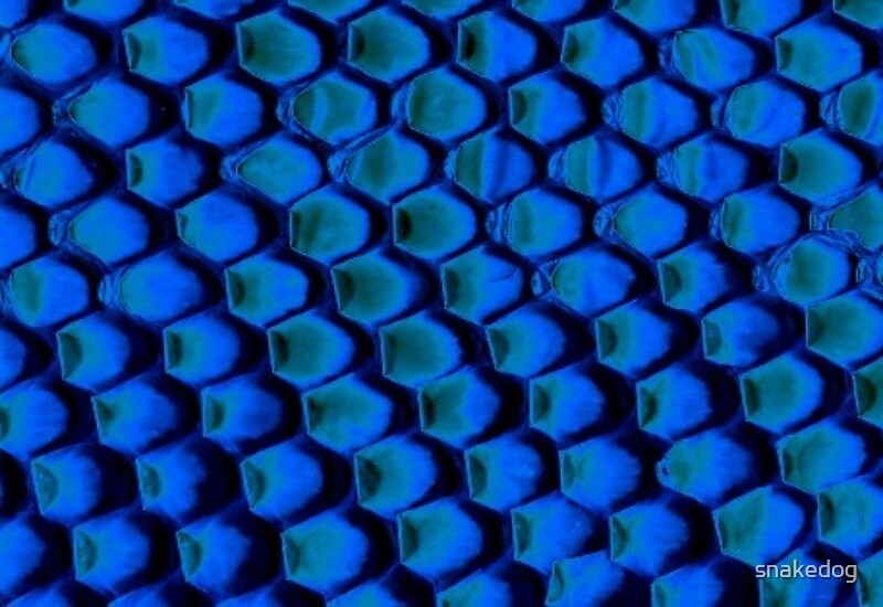 "Scales" by Vincent von Frese | Redbubble