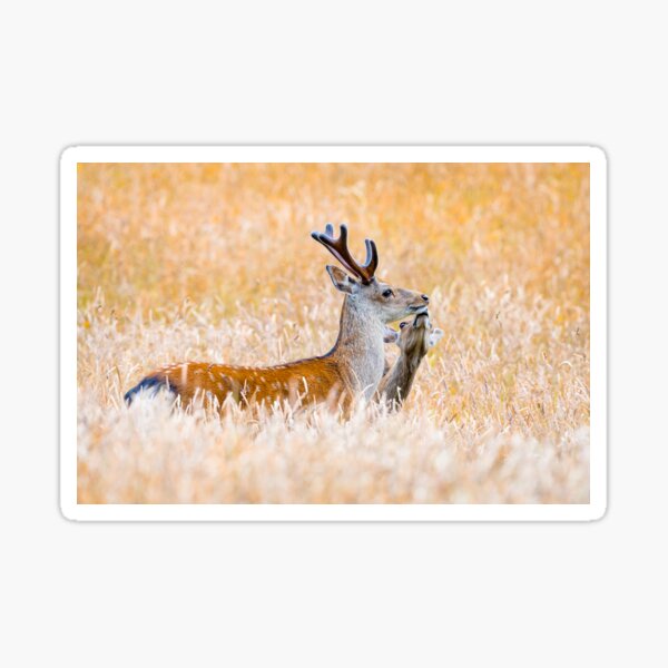 "Sika Stag and adoring Hind" Sticker for Sale by Dalyn | Redbubble