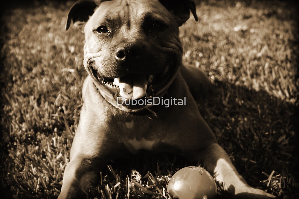 "Happy Chappy" by DuboisDigital | Redbubble