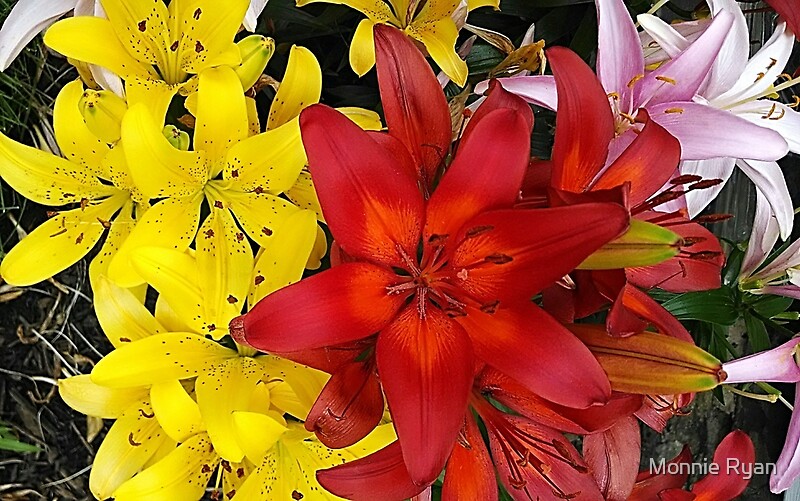 "Lily Patch" by Monnie Ryan | Redbubble