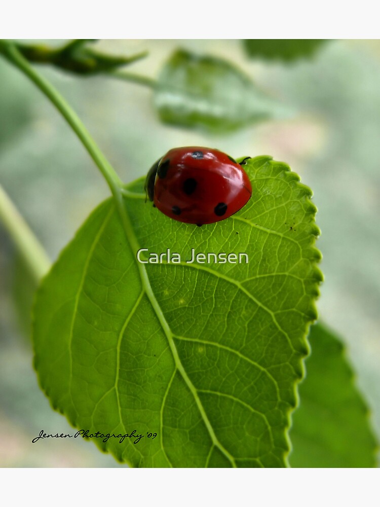"Little Lady ( Ladybug series )" Poster by puffkitty3 | Redbubble