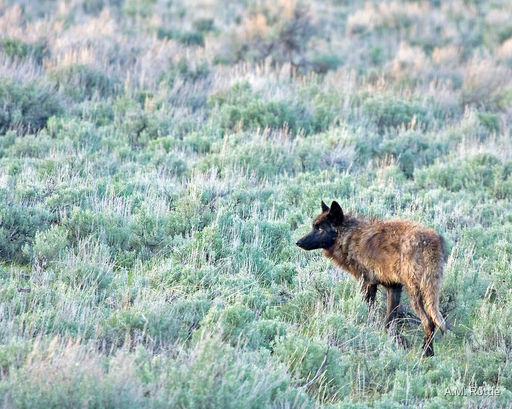 "Lone Wolf, Lamar Valley of Yellowstone" by A.M. Ruttle | Redbubble