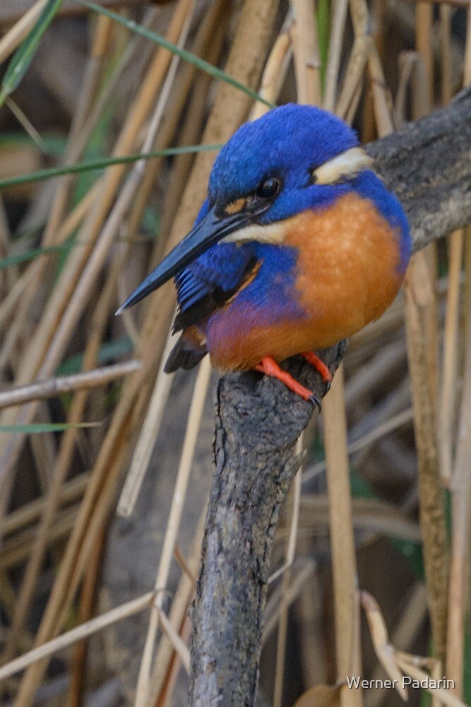 "Azure kingfisher 06" by Werner Padarin | Redbubble