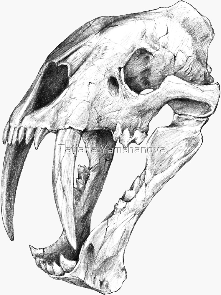 "Eusmilus 'False Sabertooth Cat' skull | Graphite Pencil Art" Sticker ...