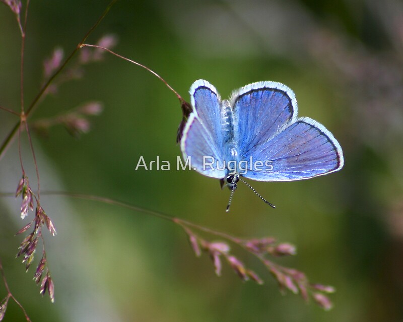 "A Little Blue" by Arla Ruggles | Redbubble