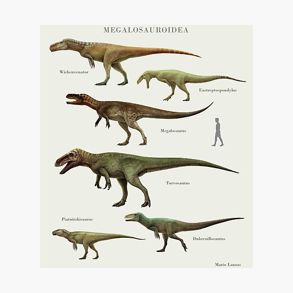 "MEGALOSAUR Dinosaurs. size comparison" Photographic Print by ...