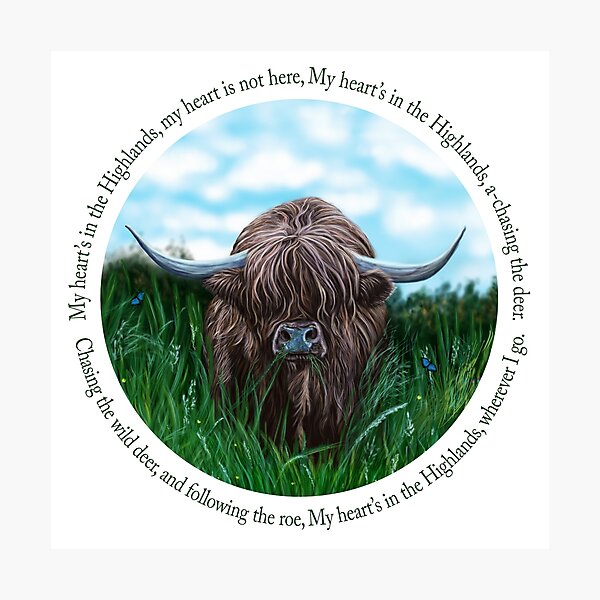 "Highland Cow, My Heart's In The Highlands, Robert Burns Poem ...