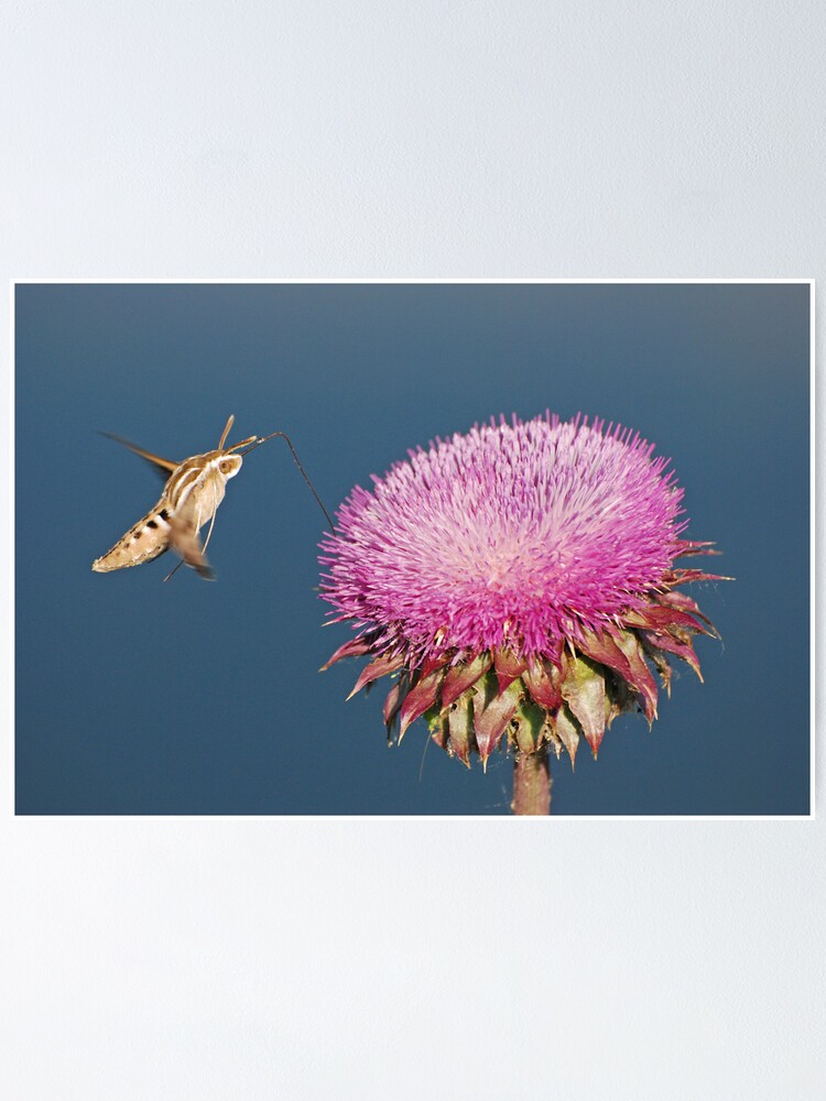 "Hummingbird moth" Poster by Eivor | Redbubble