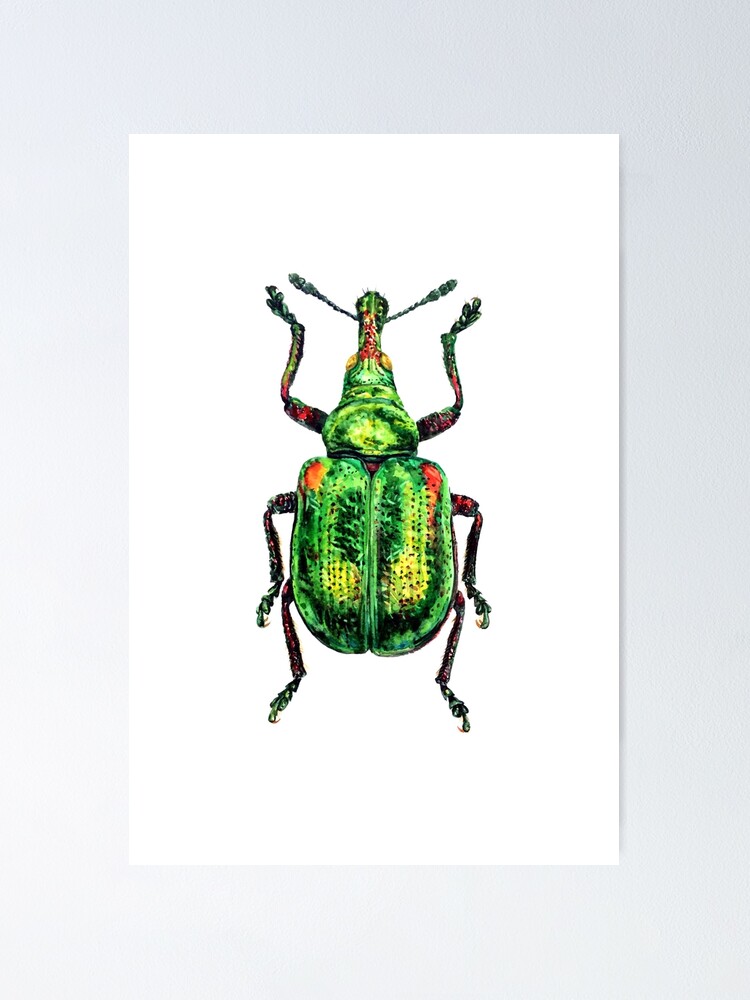 "Green Weevil transparent background" Poster for Sale by Roxytee ...