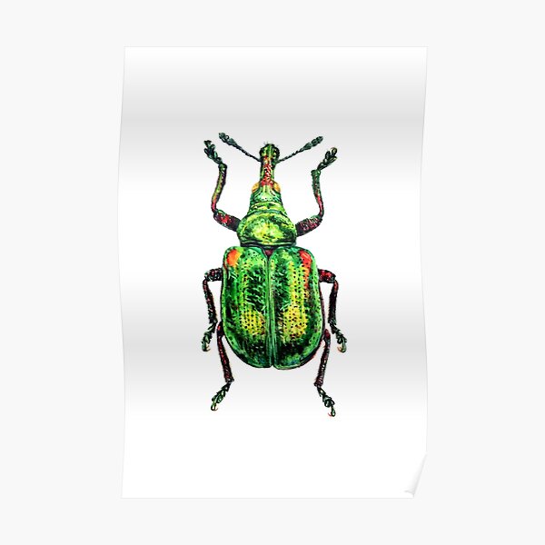 "Green Weevil transparent background" Poster for Sale by Roxytee ...