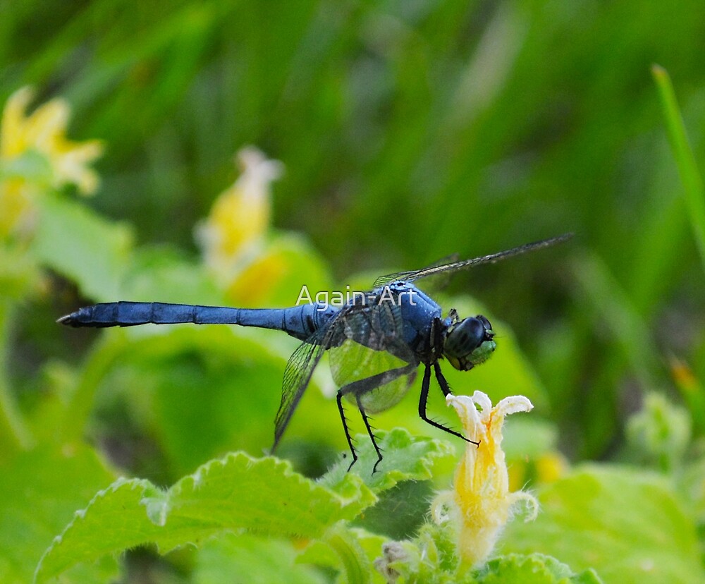 "DragonFly Love" by Again-Art | Redbubble