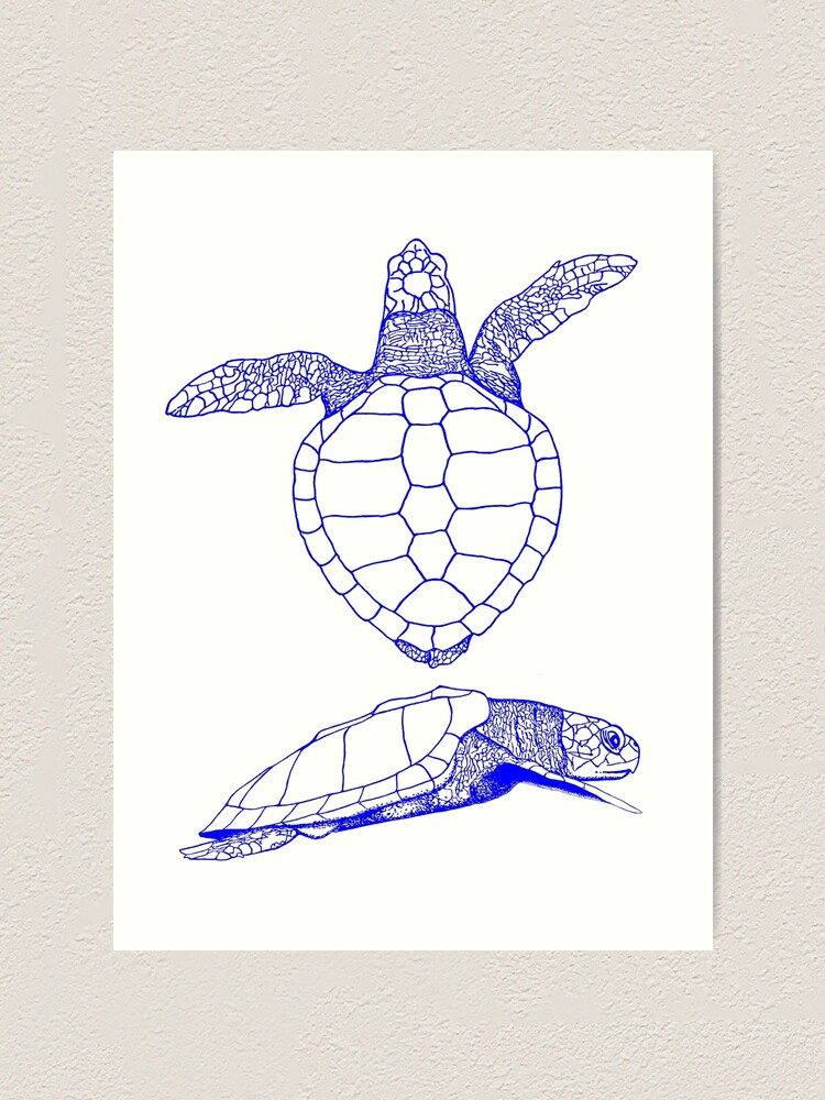 "Kemp's Ridley Turtle" Art Print for Sale by engrpat22 | Redbubble