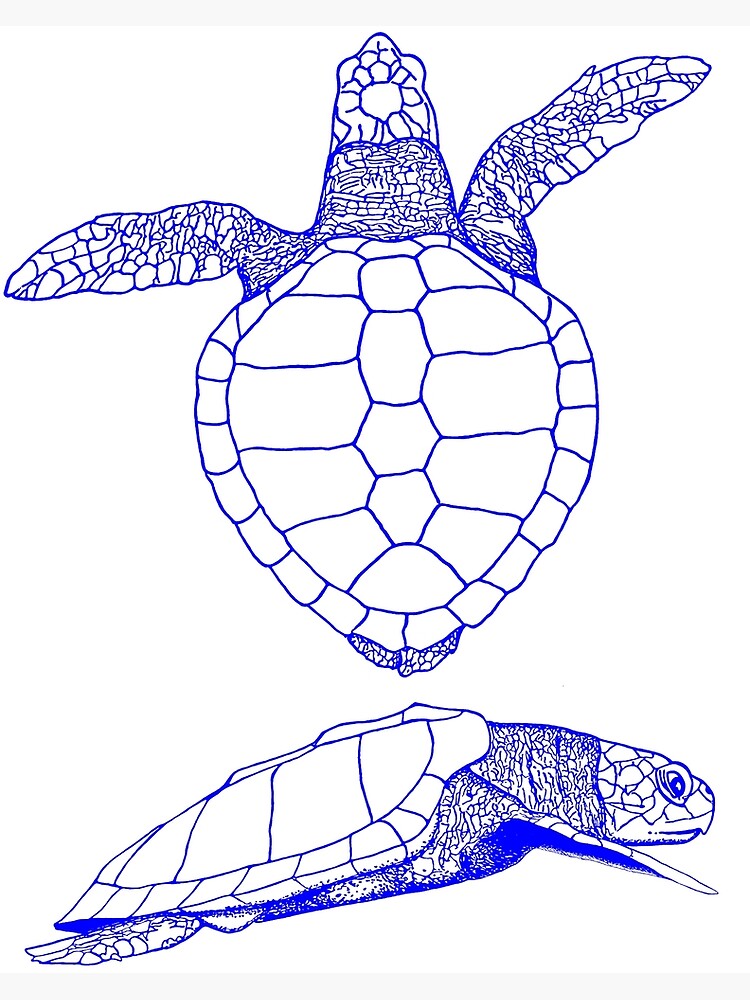 "Kemp's Ridley Turtle" Art Print for Sale by engrpat22 | Redbubble