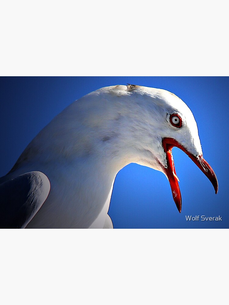 "Angry Seagull" Metal Print for Sale by ausigreybear | Redbubble