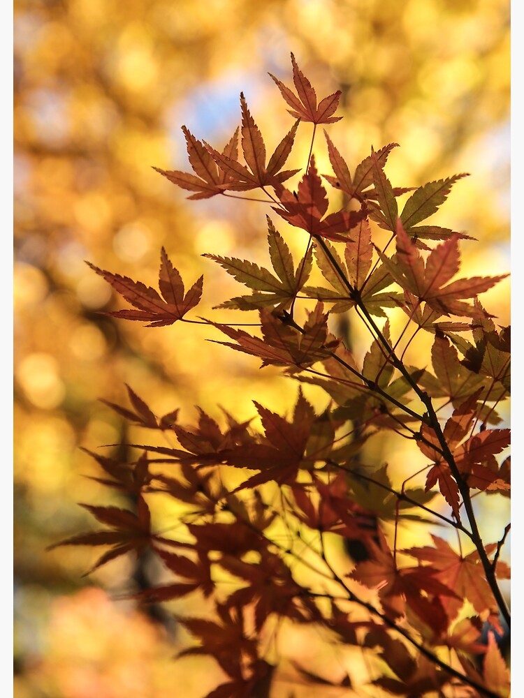 "Japanese Maple tree " Poster for Sale by Ninasphotos | Redbubble