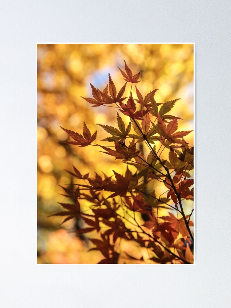 "Japanese Maple tree " Poster for Sale by Ninasphotos | Redbubble