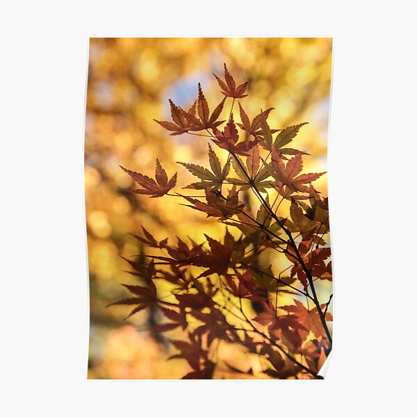 "Japanese Maple tree " Poster for Sale by Ninasphotos | Redbubble