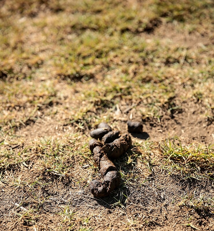 "Pick up your poop !!!" by Nina Matthews Photography | Redbubble