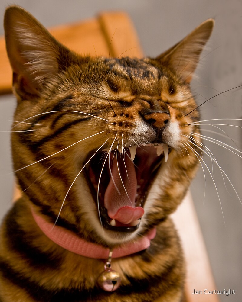 "Soooooooo Sleepy!" by Jan Cartwright | Redbubble