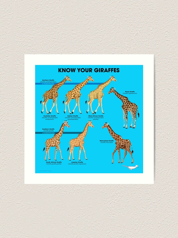 "Know Your Giraffes" Art Print for Sale by PepomintNarwhal | Redbubble