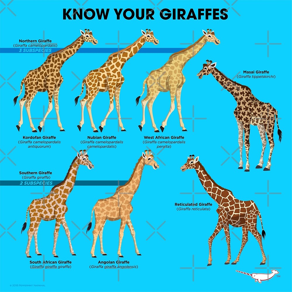 "Know Your Giraffes" by PepomintNarwhal | Redbubble