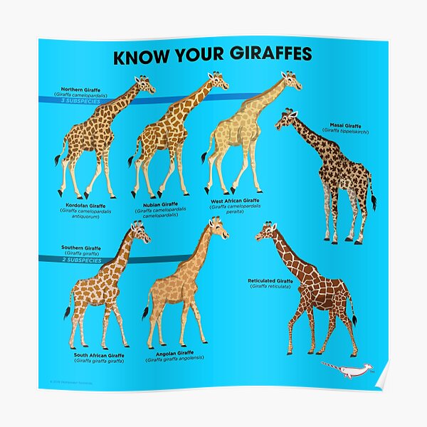 "Know Your Giraffes" Poster for Sale by PepomintNarwhal | Redbubble