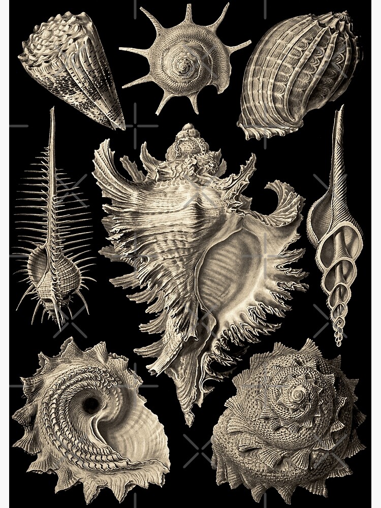 "Ernst Haeckel Prosobranchia Sea Shells" Poster for Sale by aimeewilson ...