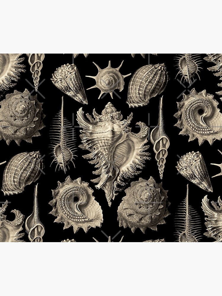 "Ernst Haeckel Prosobranchia Sea Shells" Tapestry for Sale by Aimee ...