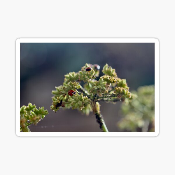 "Colony of Aphids with Ants and Ladybirds on Lovage" Sticker for Sale ...