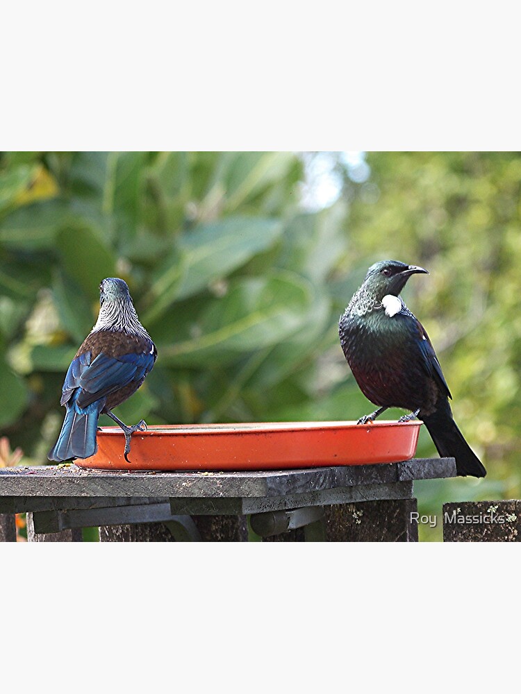 "Tui.......the old married couple.......!!" Poster by Roynz | Redbubble