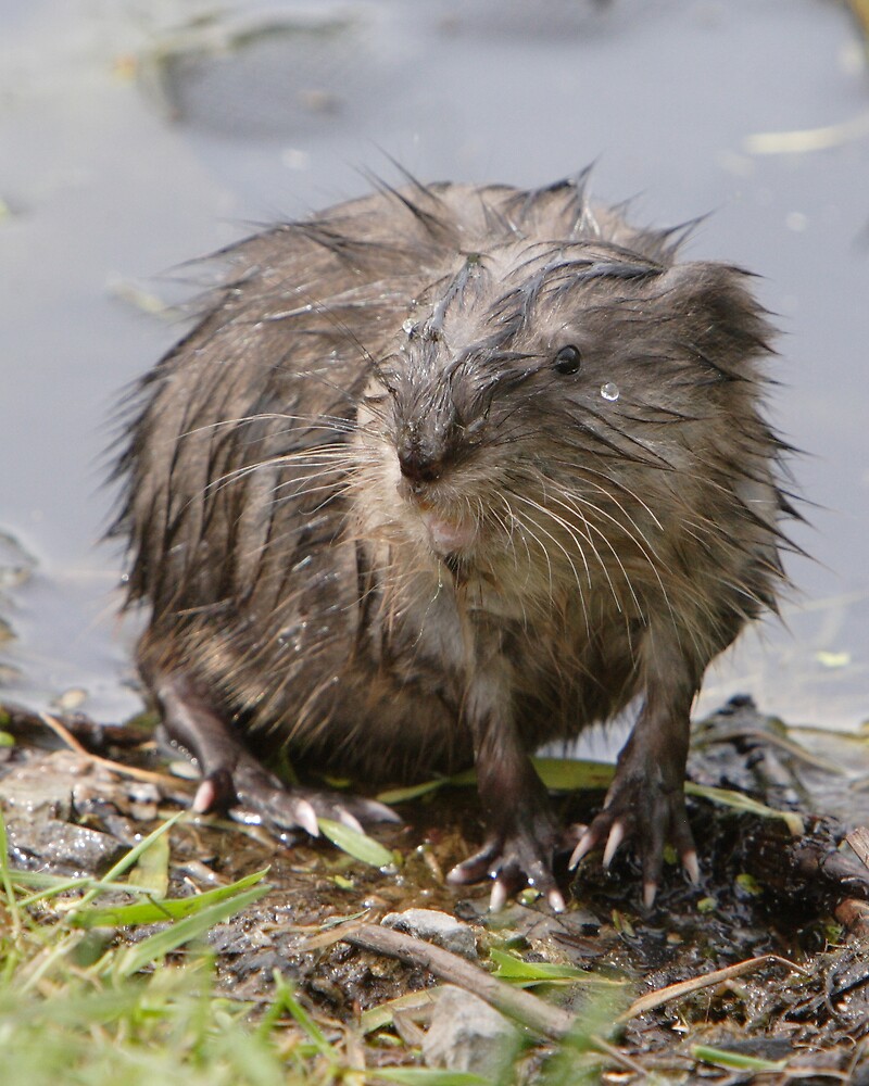 "A Baby Muskrat." by DigitallyStill | Redbubble
