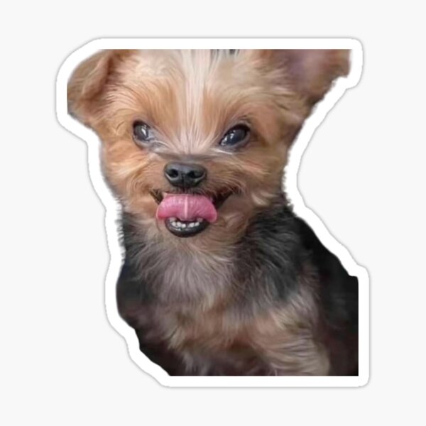 "Dog Meme" Sticker for Sale by faithh13 | Redbubble