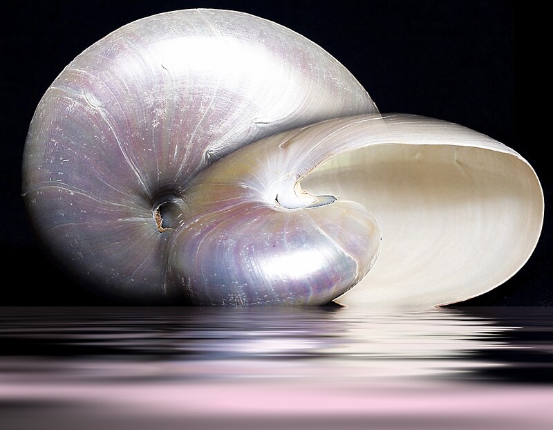 "Pearly Nautilus Shells" by Trudy Wilkerson | Redbubble