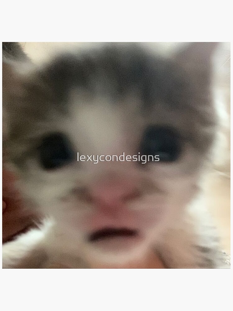 "scared cat meme" Sticker for Sale by lexycondesigns | Redbubble