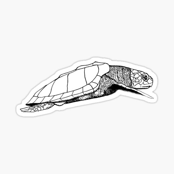 "Kemp's Ridley - Side view" Sticker for Sale by engrpat22 | Redbubble