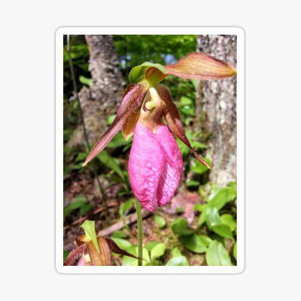 "Pink Ladyslipper" Sticker for Sale by brusling | Redbubble