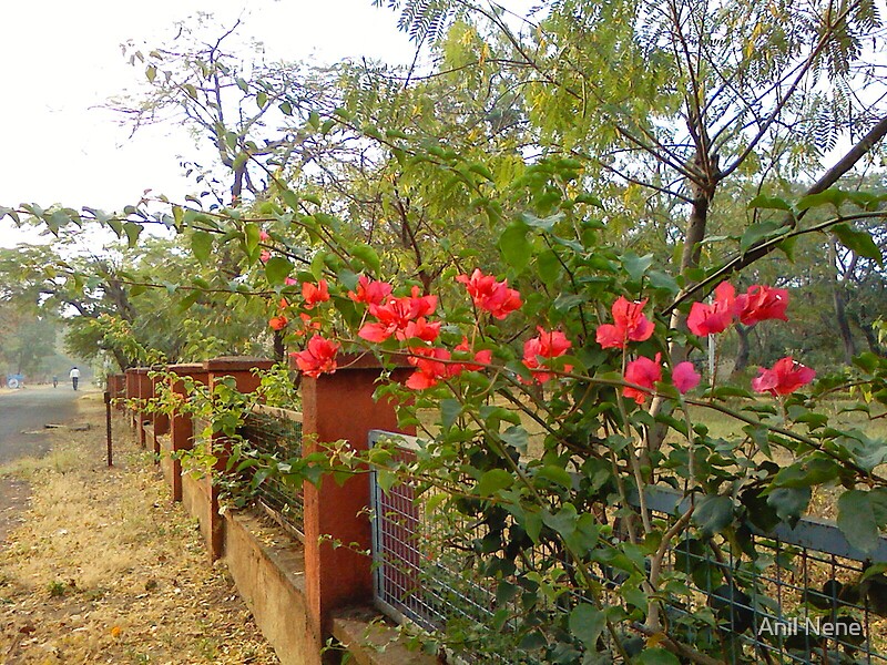 "Boganwel Original Photograph" by Anil Nene | Redbubble
