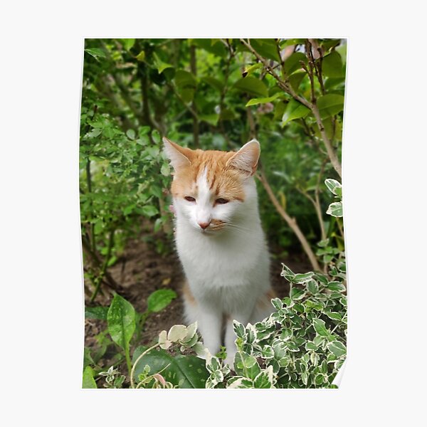 "Cat Kitten Tomcat" Poster by kailukask | Redbubble