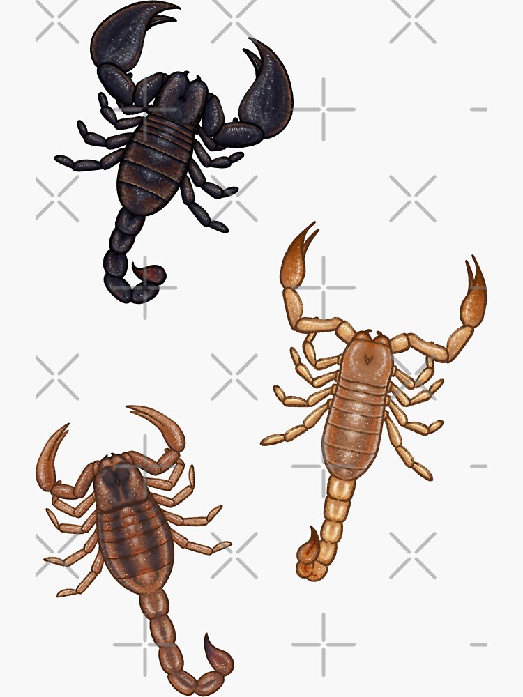 "Scorpions" Sticker for Sale by tacky-frog | Redbubble