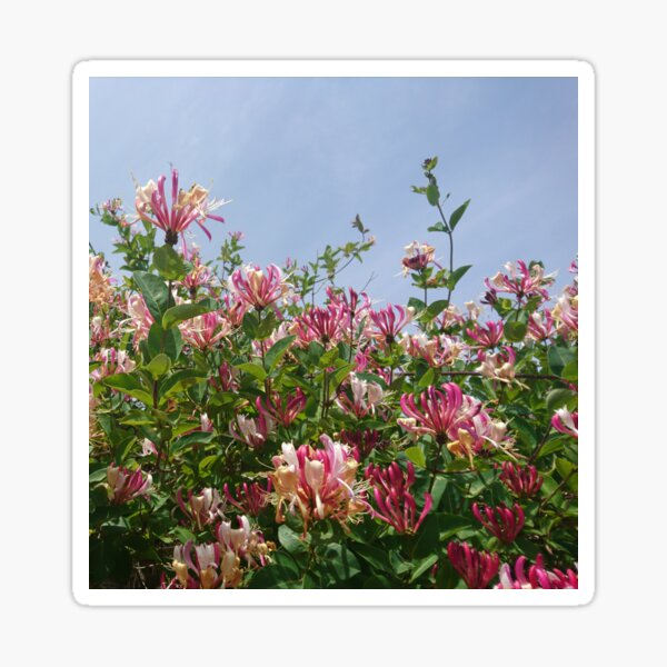 "Sunny honeysuckle " Sticker for Sale by bettyretro | Redbubble