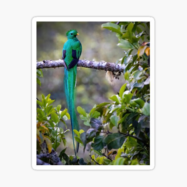 Shannon Emmel Shop | Redbubble