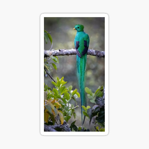 Shannon Emmel Shop | Redbubble