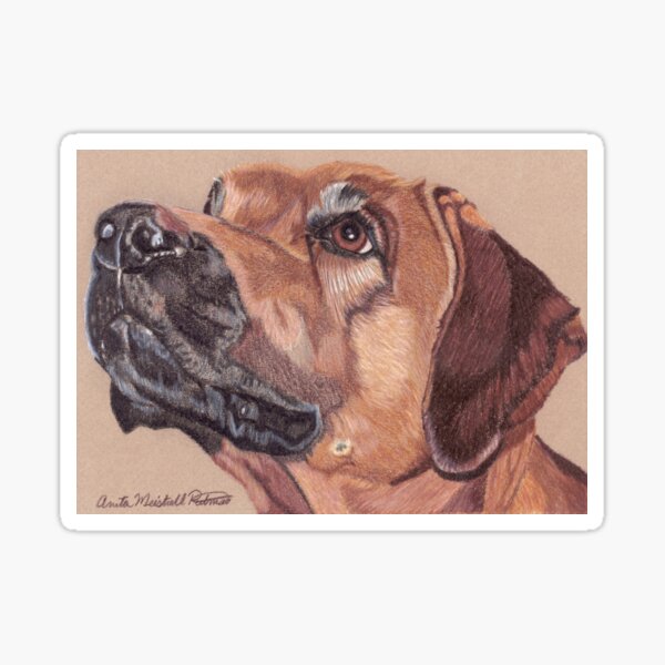 "Rhodesian Ridgeback Vignette" Sticker by putmanart | Redbubble