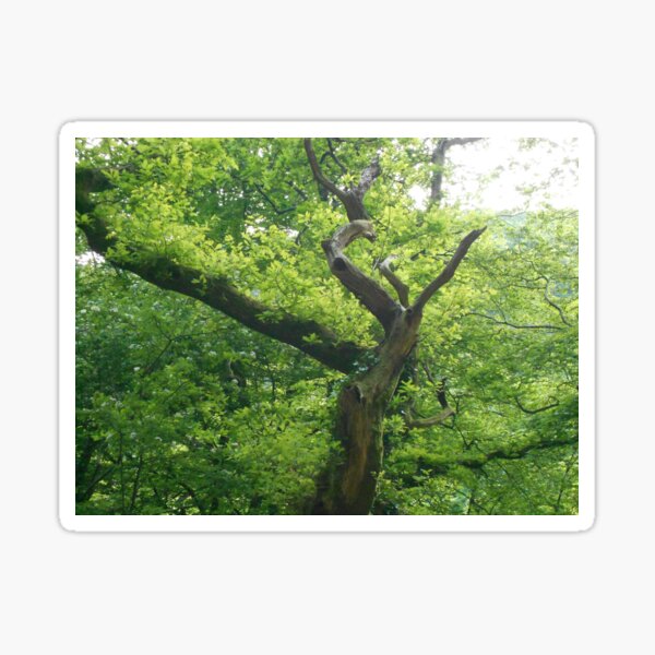 "happy tree" Sticker for Sale by demisdesigns | Redbubble