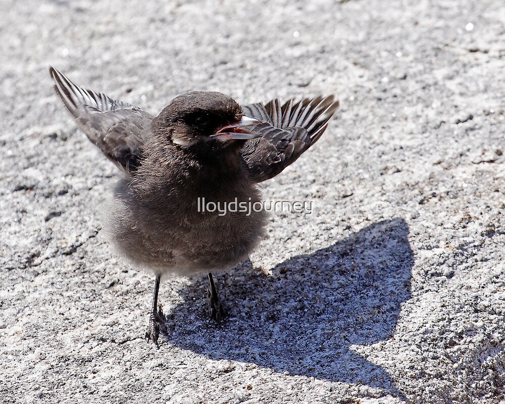 "Baby Gray Jay" by lloydsjourney | Redbubble