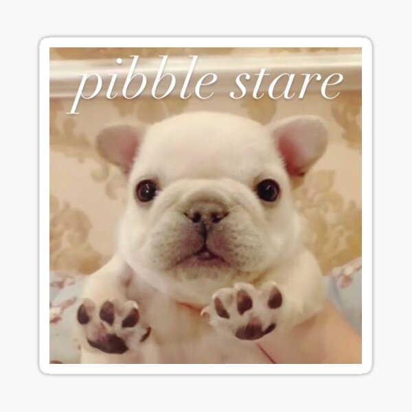 "Pibble Stare" Sticker for Sale by PibbleArts | Redbubble