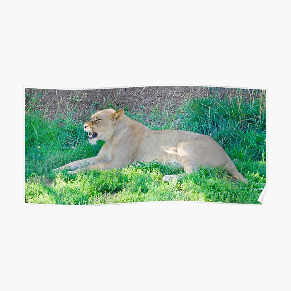 "Fierce Angry Lion" Poster for Sale by richardbryce | Redbubble